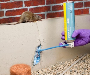 Rodent Control Foam System by Todol Products, Inc. | Buildings